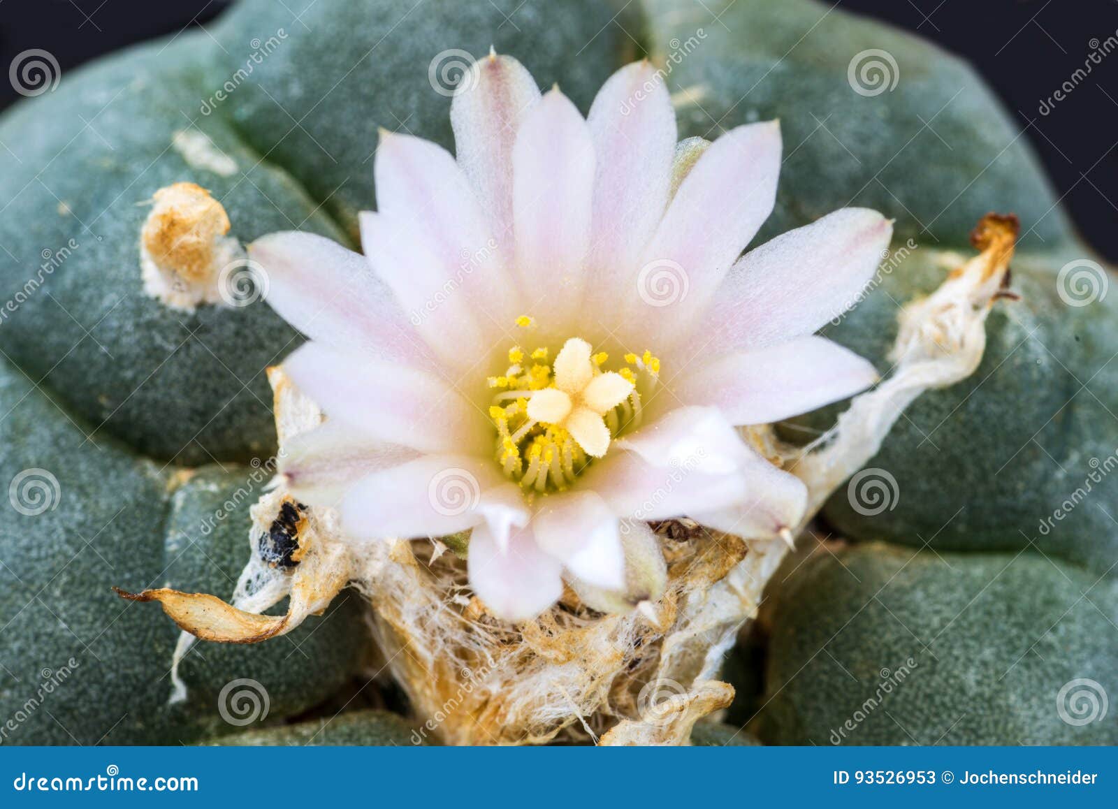 Peyote cactus with flower stock image. Image of blue - 93526953