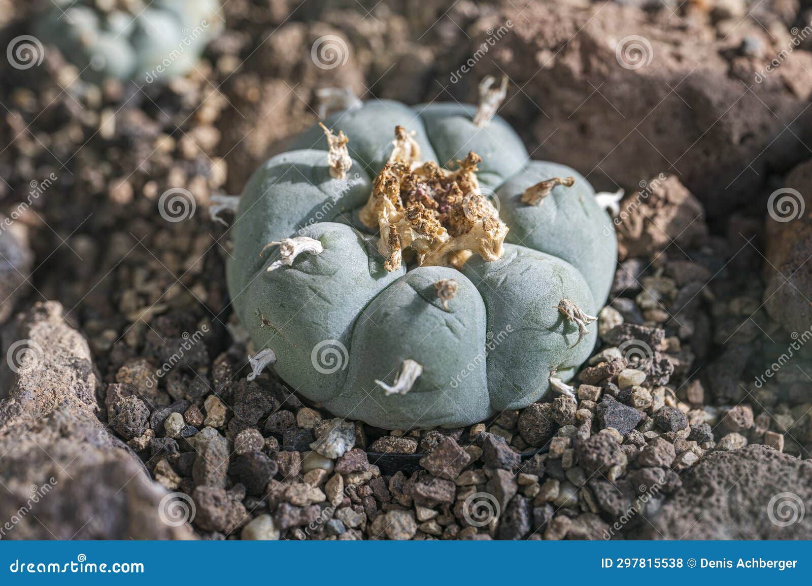 Peyote Cactus Grows on the Ground Stock Photo - Image of background ...