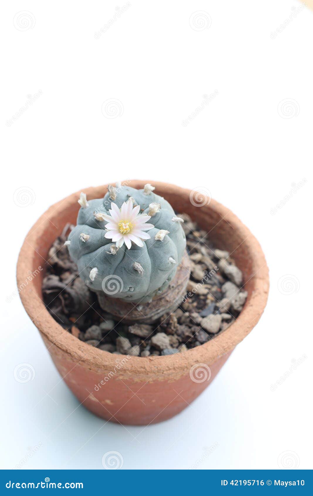 Peyote flower stock photo. Image of mescal, closeup, green - 42195716