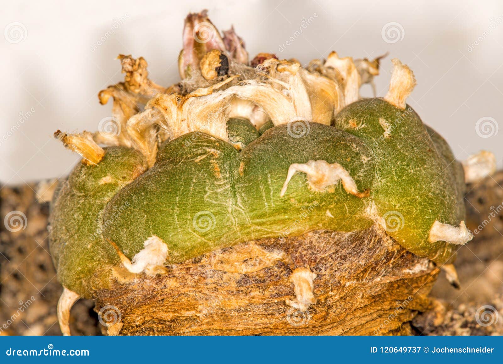 Peyote, ritual cactus stock image. Image of wildflowers - 120649737