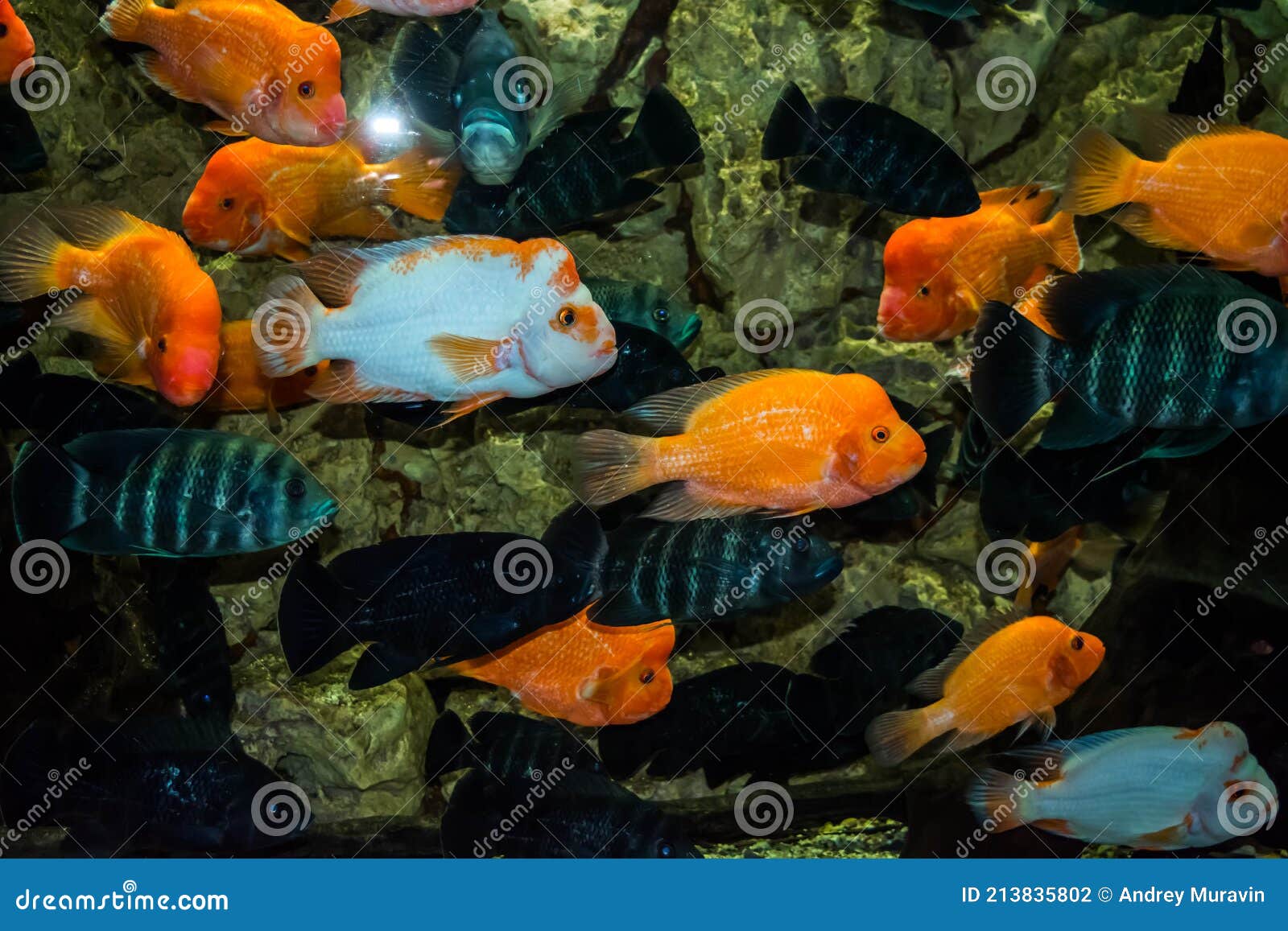 Pez acuario foto de archivo. Imagen de fondo, coral - 213835802
