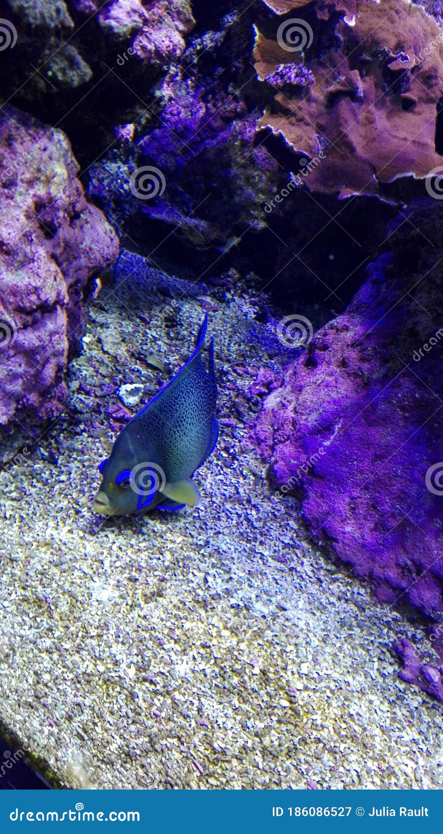 Pez azul imagen de archivo. Imagen de coral, azul, animal - 186086527