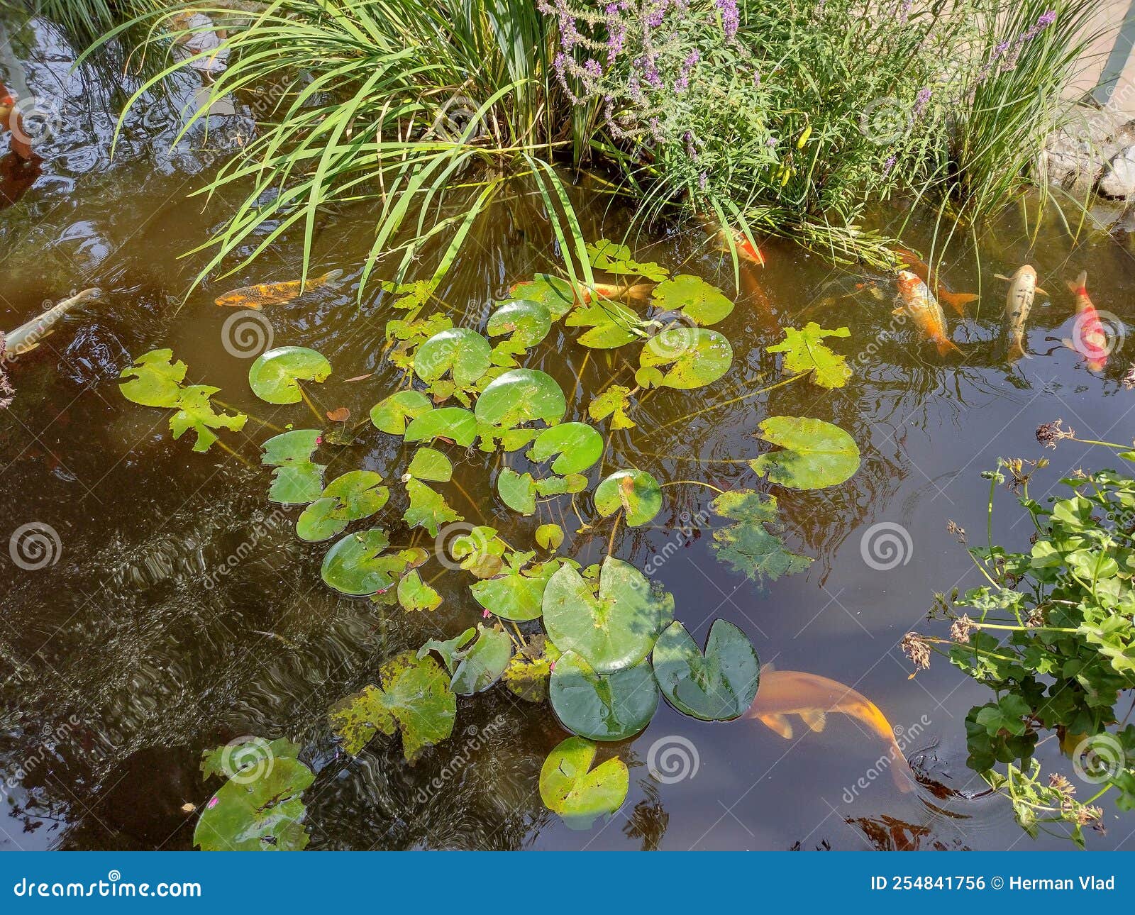 Pez Carpa Koi En Agua En Verano Foto de archivo - Imagen de agua ...
