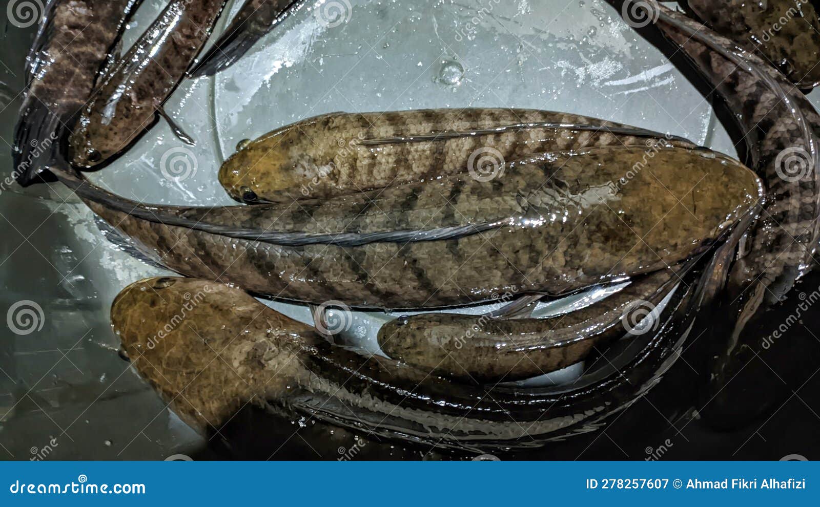 Pez corcho rayado imagen de archivo. Imagen de reptil - 278257607