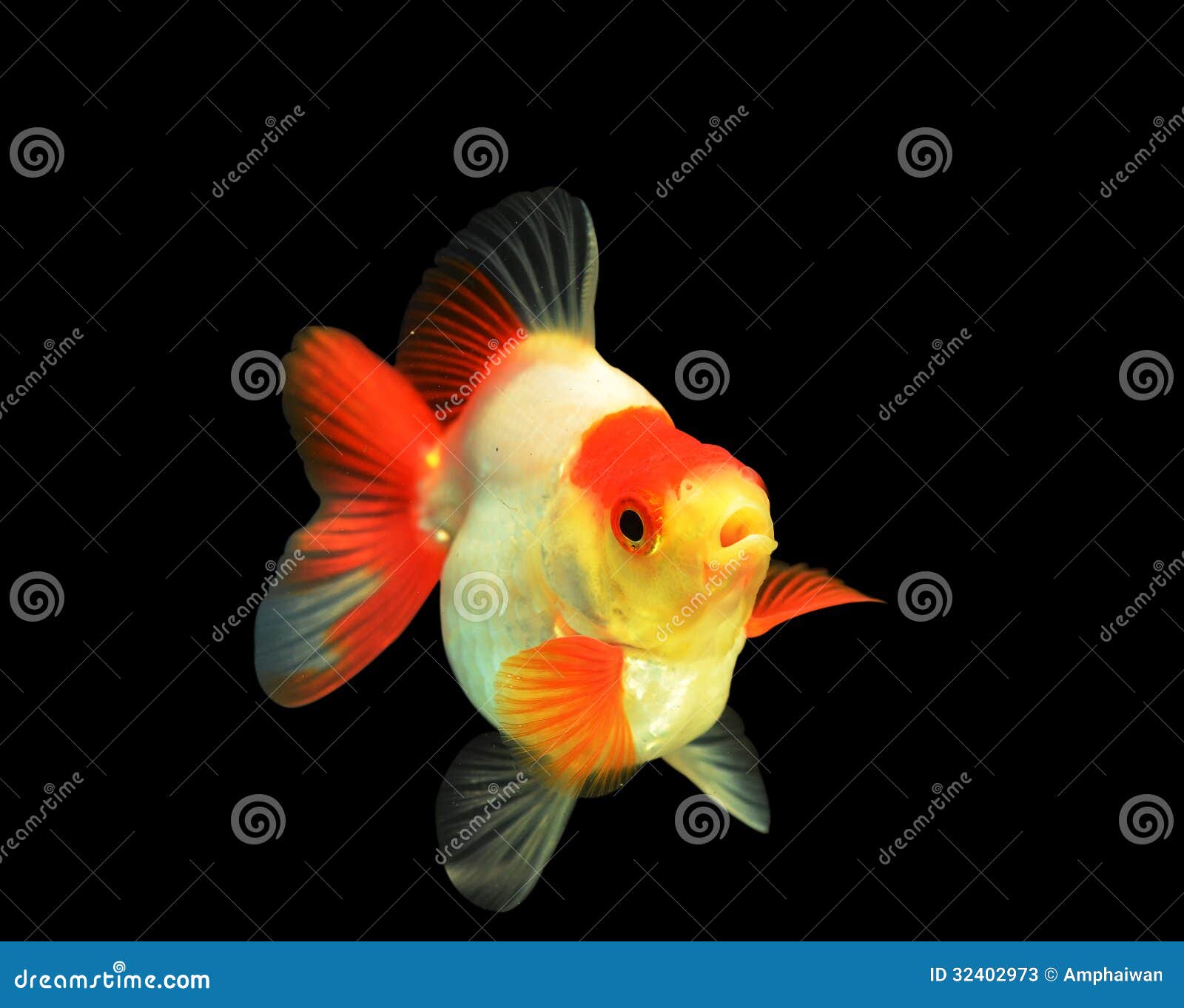 Pez de colores imagen de archivo. Imagen de cubo, fondo - 32402973