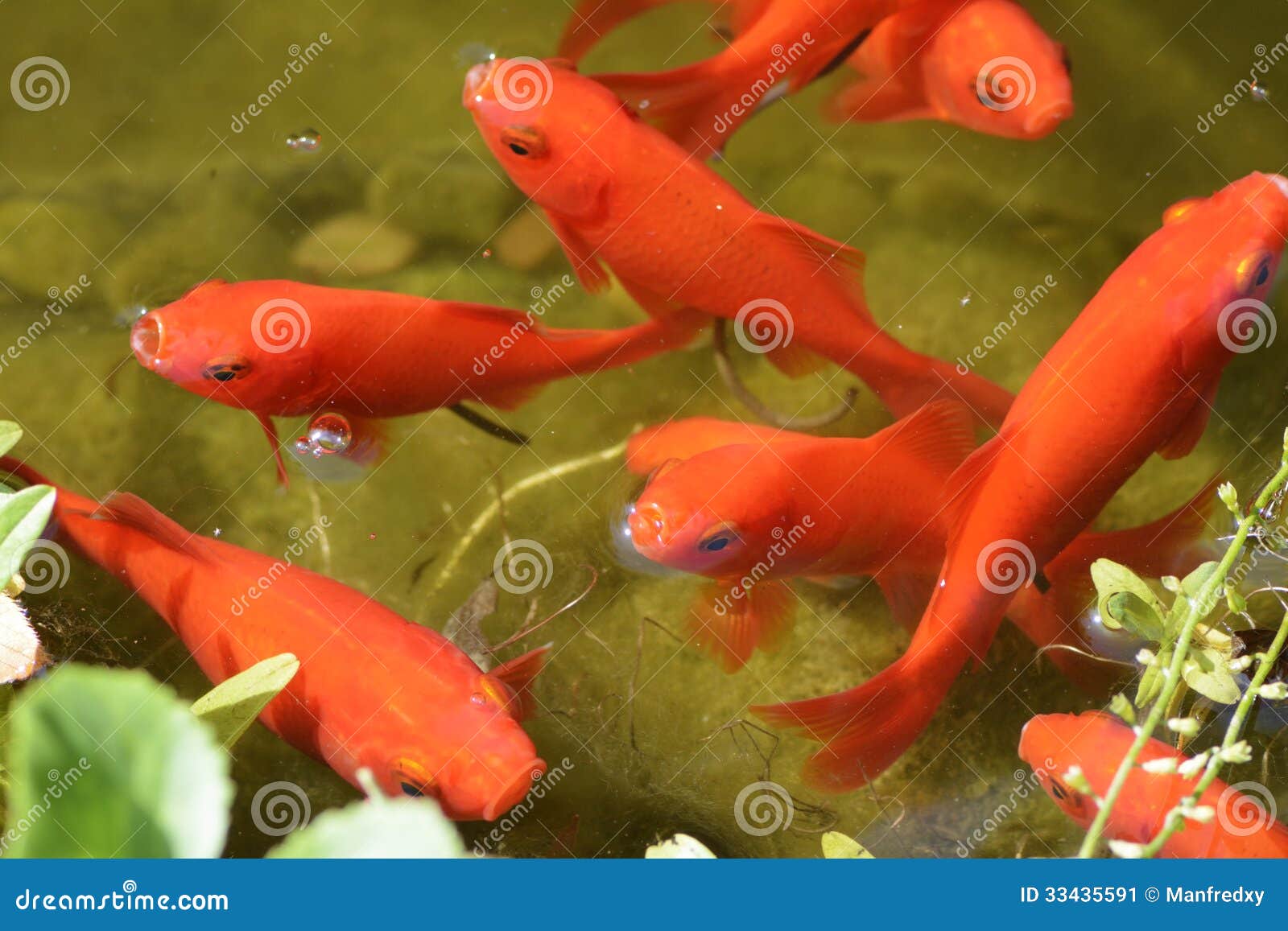 Pez de colores imagen de archivo. Imagen de agua, charca - 33435591