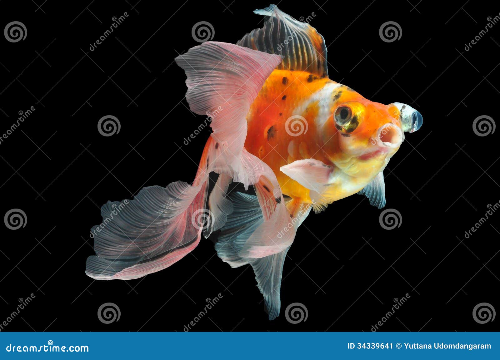 Pez de colores imagen de archivo. Imagen de grupo, primer - 34339641