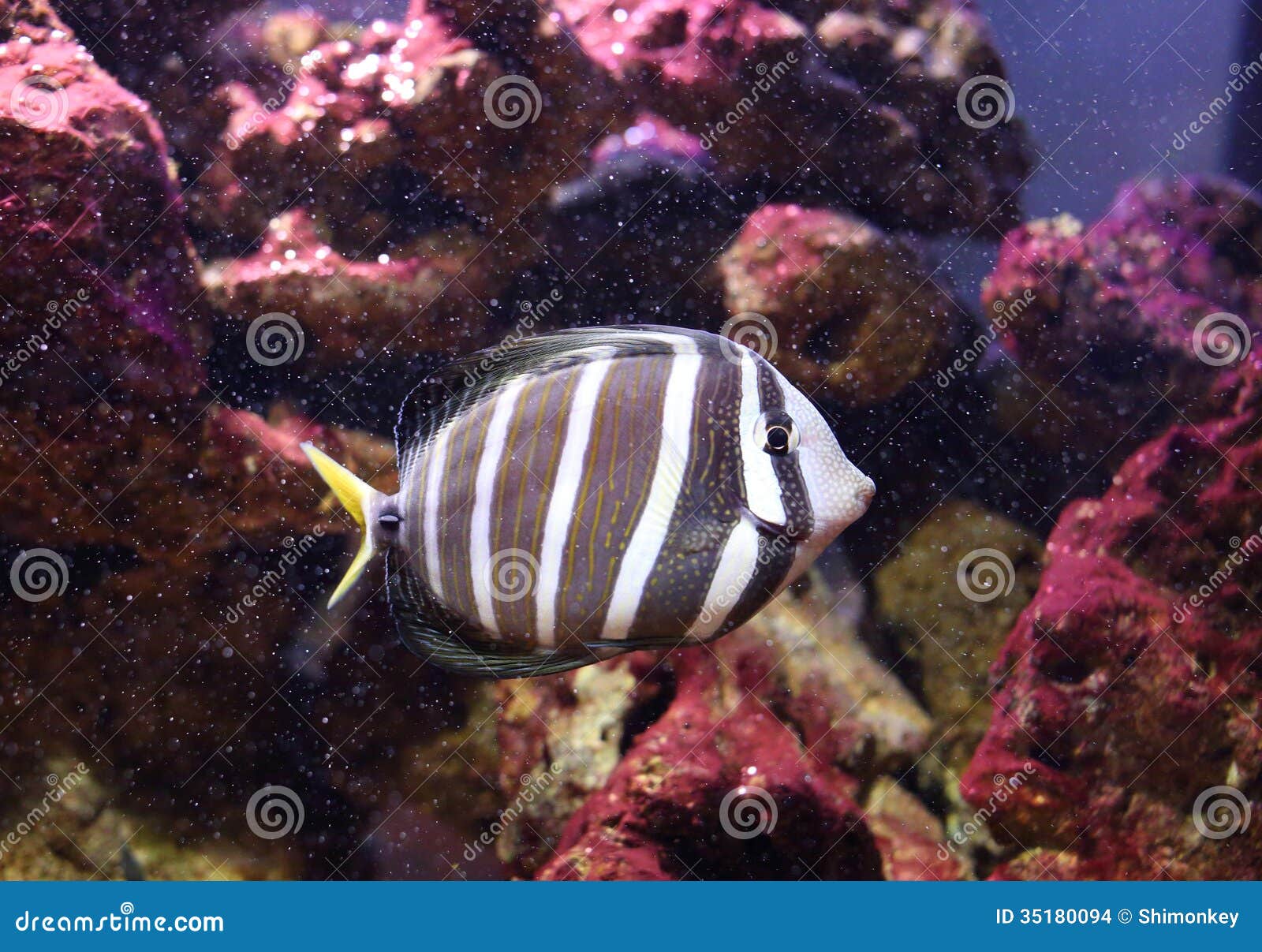 Pez de colores foto de archivo. Imagen de acuario, aleta - 35180094