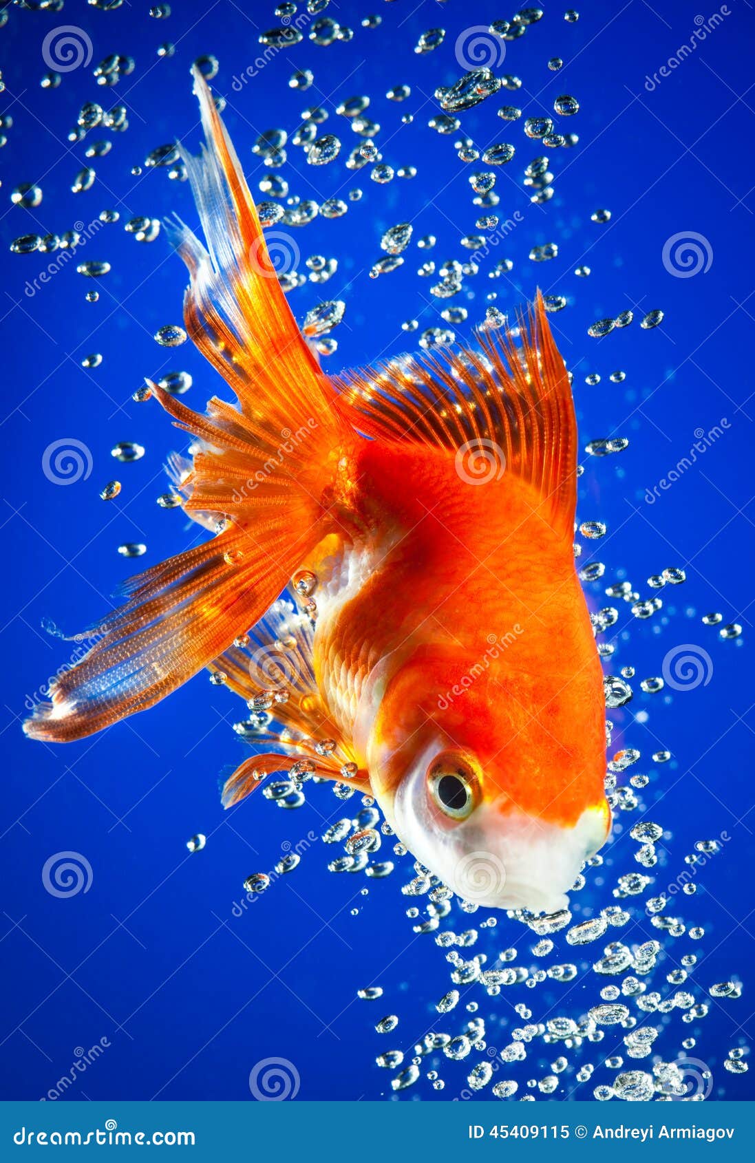 Pez de colores imagen de archivo. Imagen de lindo, deslumbrante - 45409115