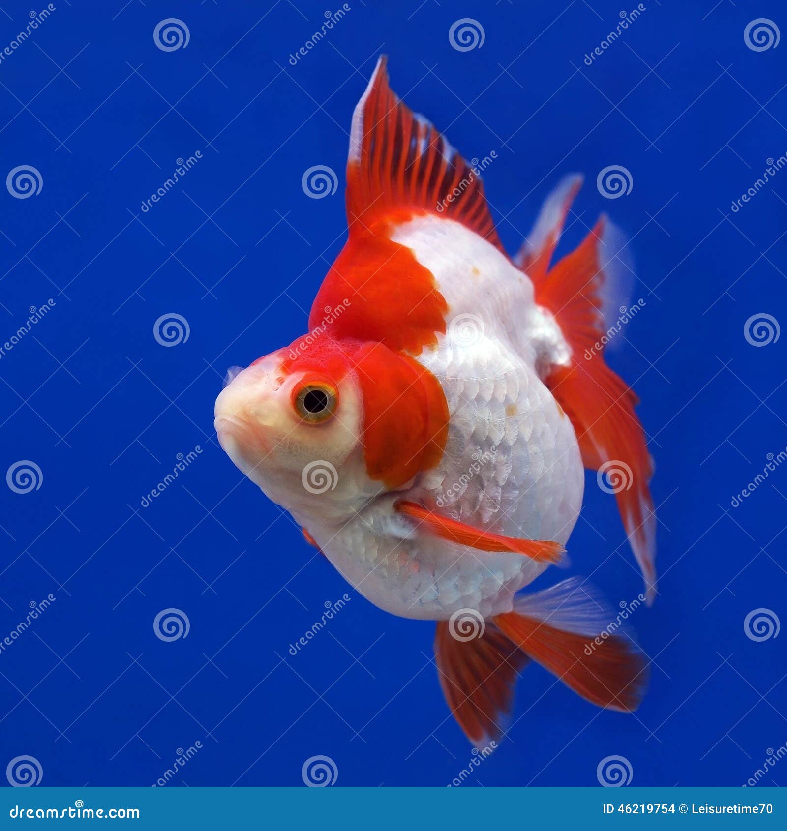 Pez de colores foto de archivo. Imagen de salvaje, goldfish - 46219754