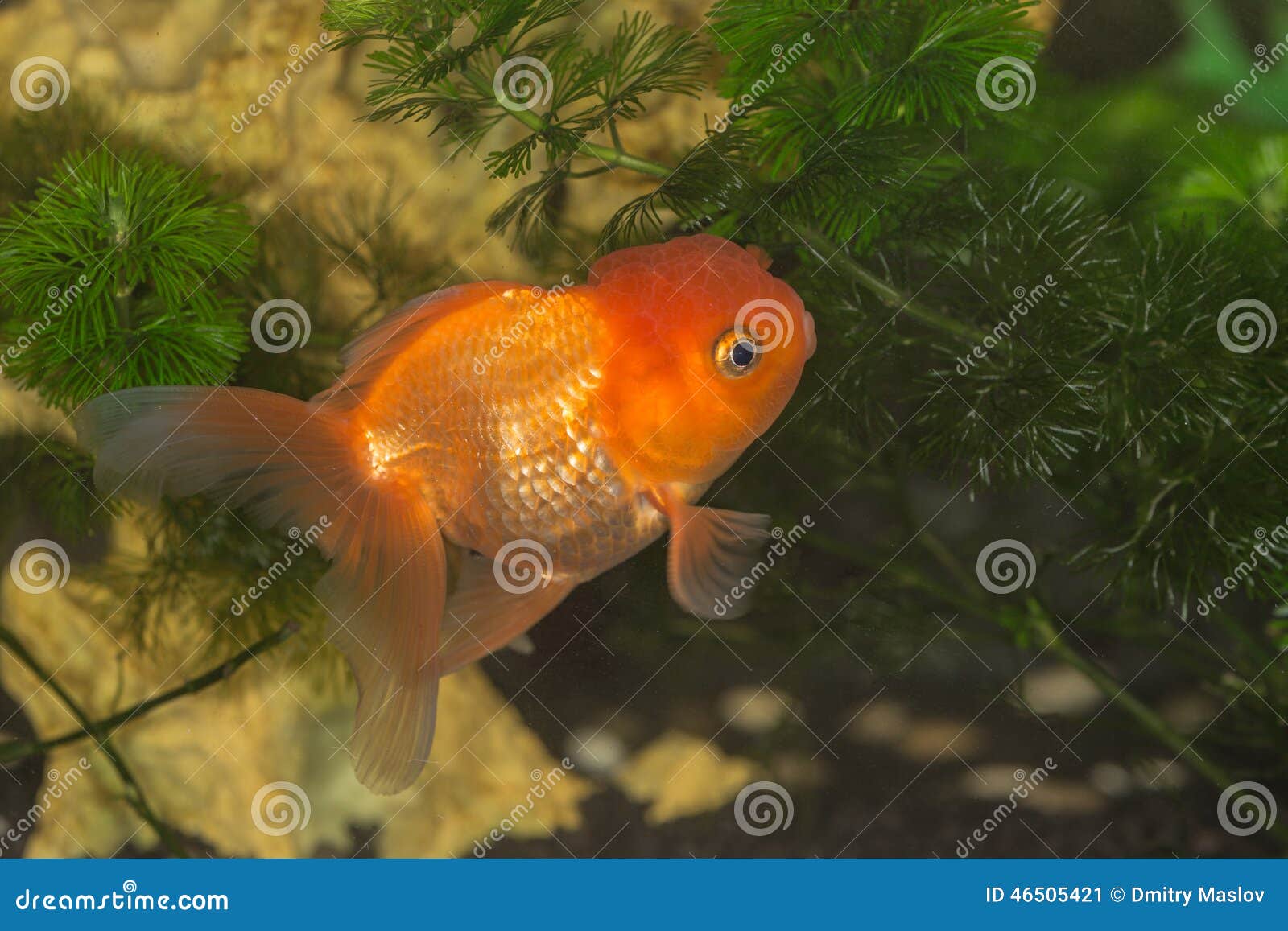 Pez de colores imagen de archivo. Imagen de animales - 46505421