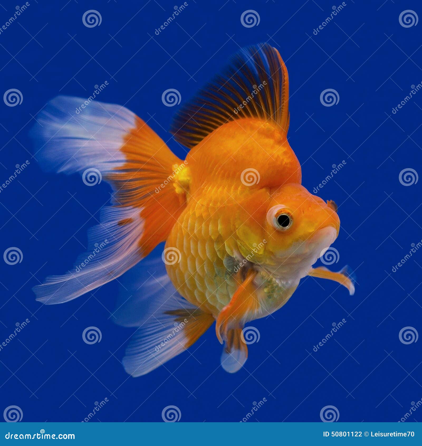 Pez de colores foto de archivo. Imagen de acuario, marina - 50801122