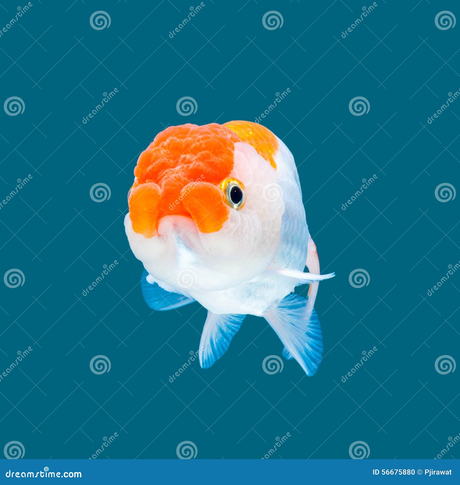 Pez de colores foto de archivo. Imagen de carpa, fondo - 56675880