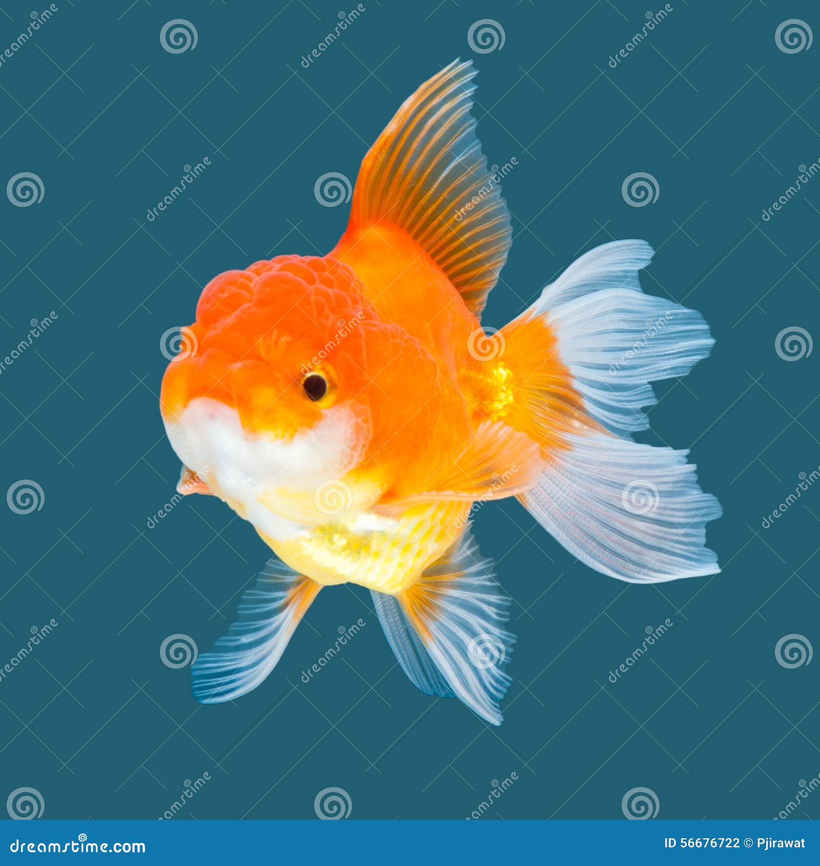 Pez de colores foto de archivo. Imagen de aislado, tropical - 56676722