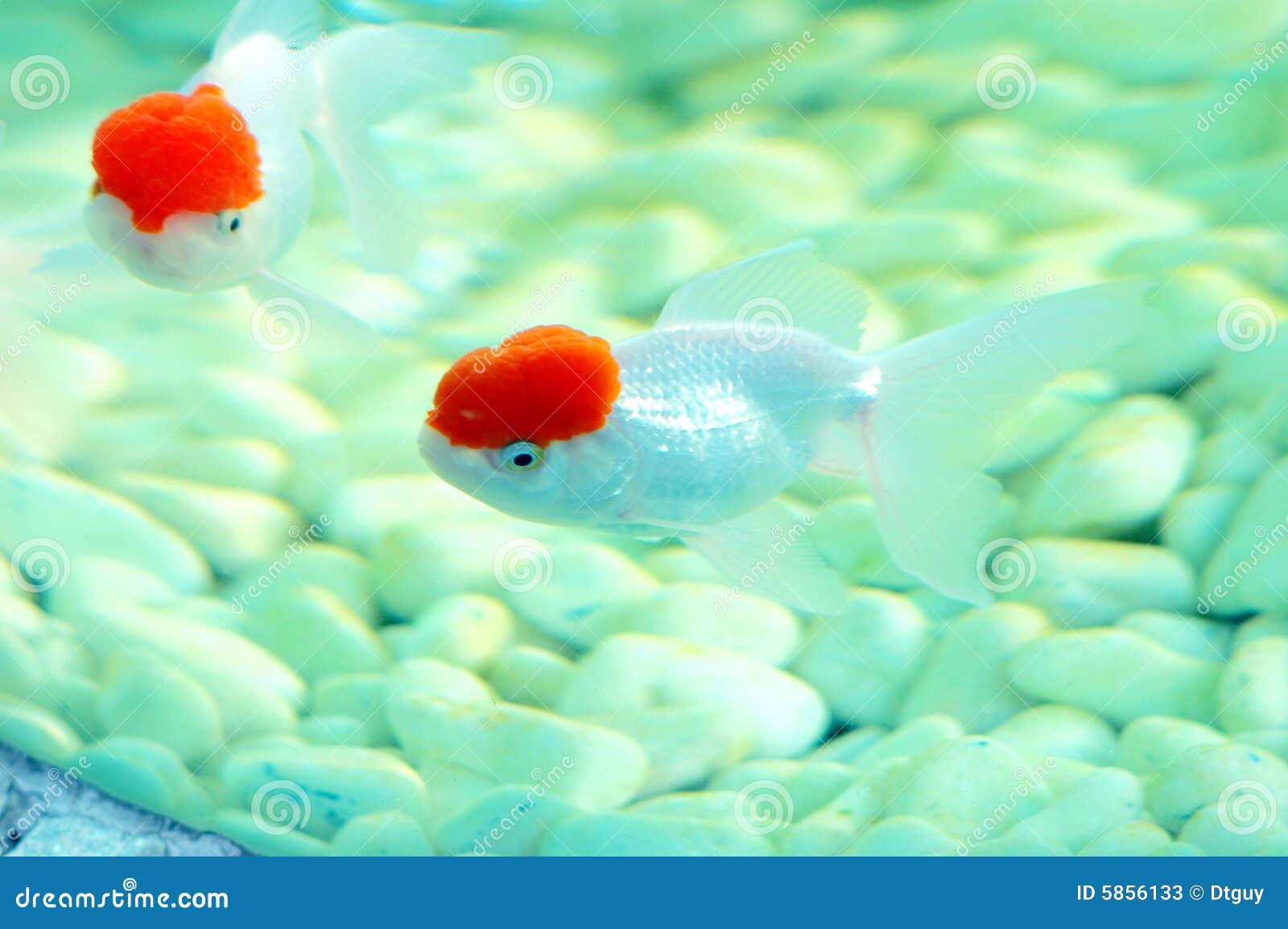 Pez De Colores Imagen. Imagen: 5856133