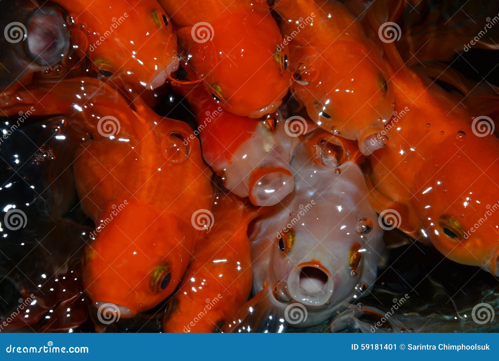 Pez de colores imagen de archivo. Imagen de goldfish - 59181401