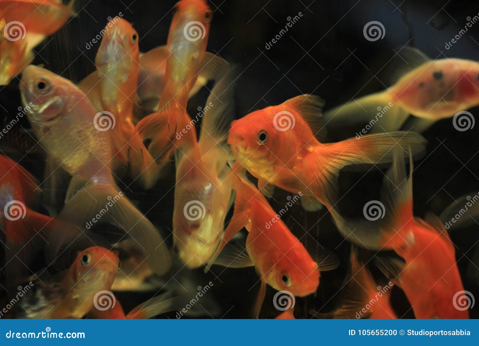 Pez De Colores Colorido En El Tanque Foto de archivo - Imagen de dorado ...