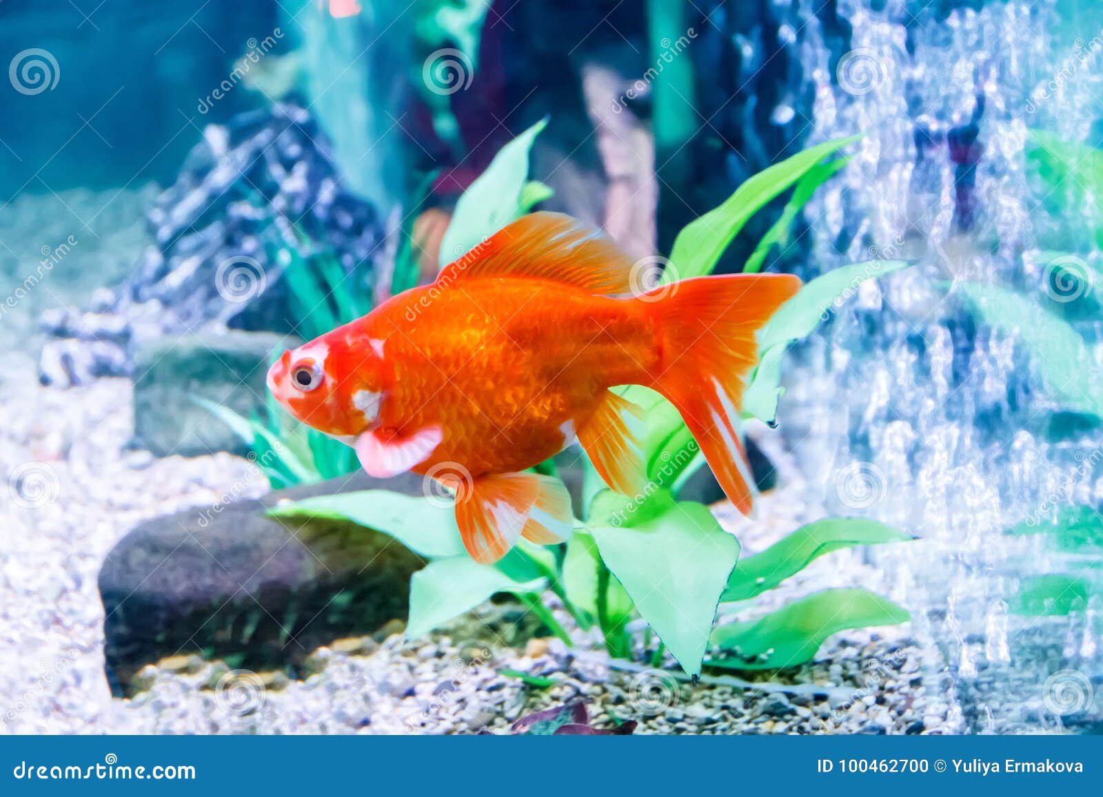 Pez de colores del acuario foto de archivo. Imagen de océano - 100462700