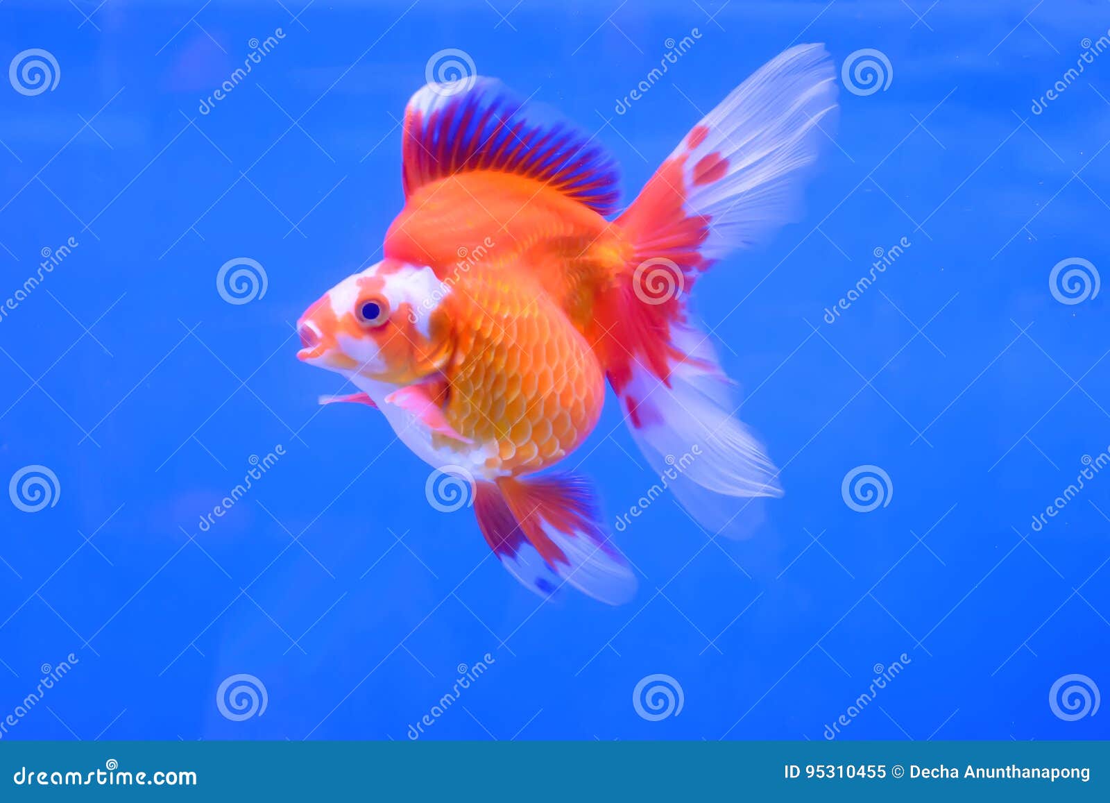 Pez De Colores En El Gabinete Imagen de archivo - Imagen de pescados ...