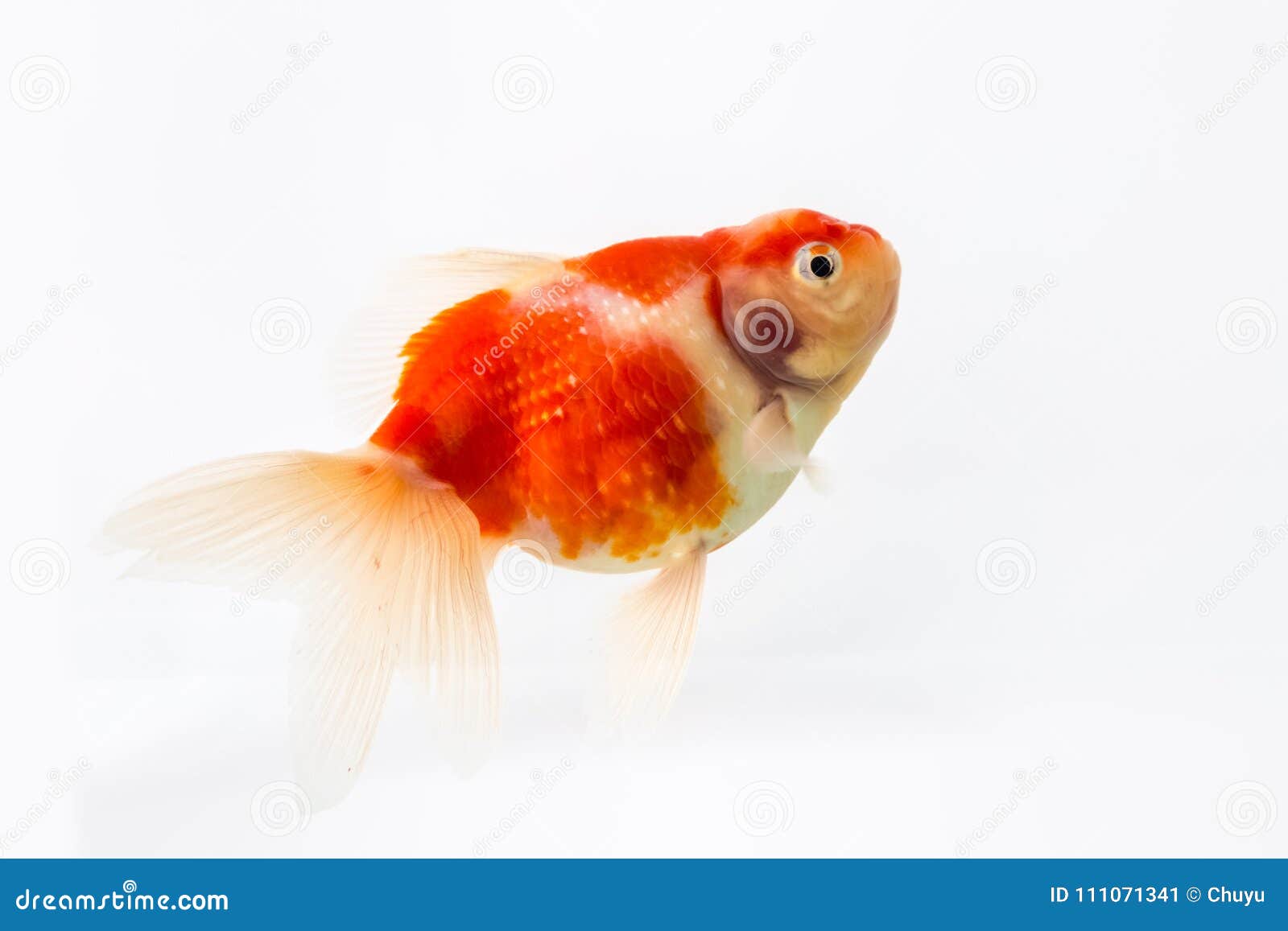 Pez De Colores Hermoso Aislado Imagen de archivo - Imagen de color ...