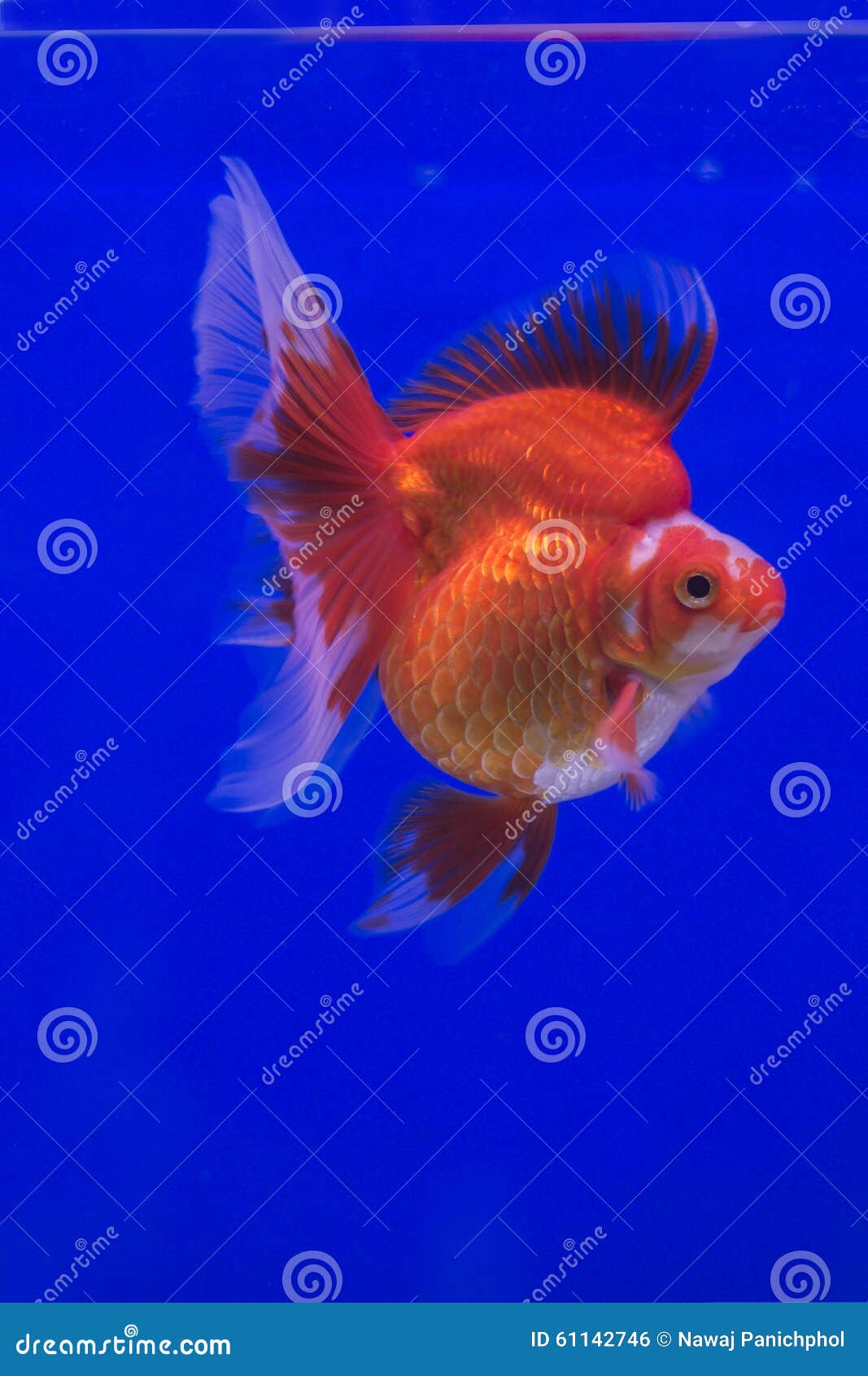 Pez de colores Ryukin foto de archivo. Imagen de goldfish - 61142746