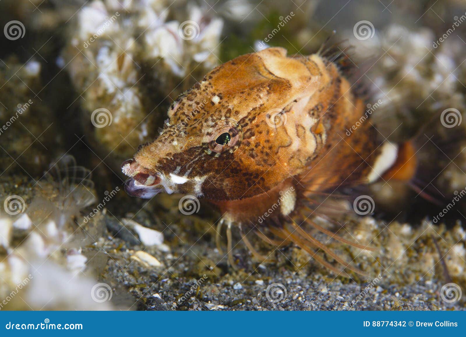 Pez del ronco foto de archivo. Imagen de perseguir, colorido - 88774342
