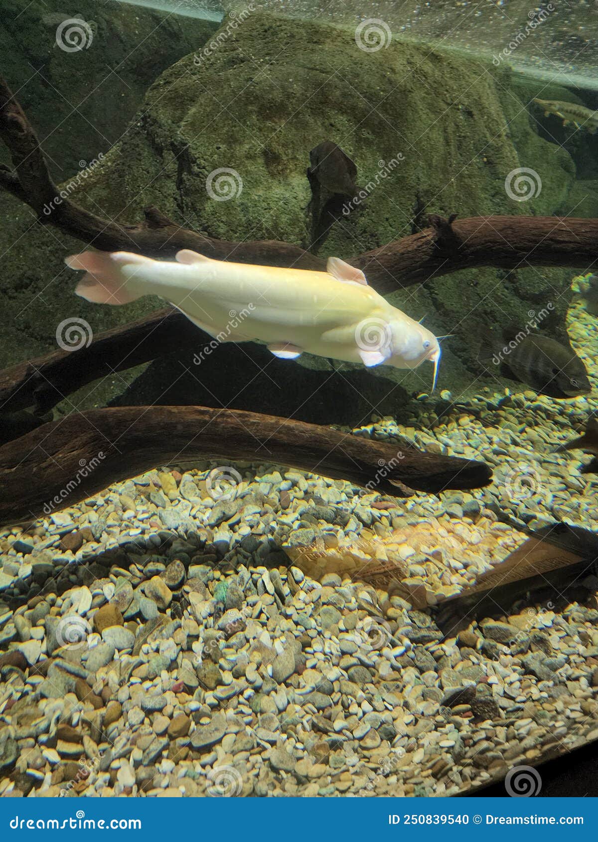Pez gato albino foto de archivo. Imagen de verde, invertebrado - 250839540