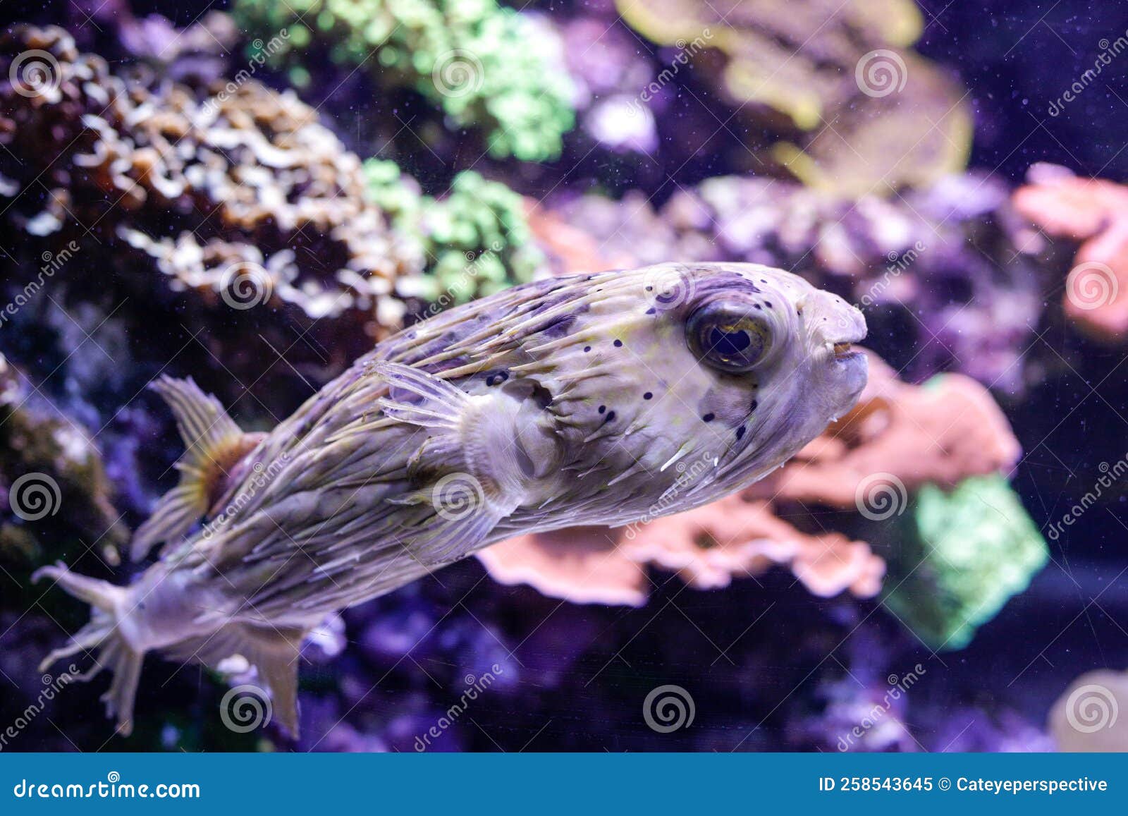 Pez Globo Interior En Un Acuario Imagen de archivo - Imagen de animal ...