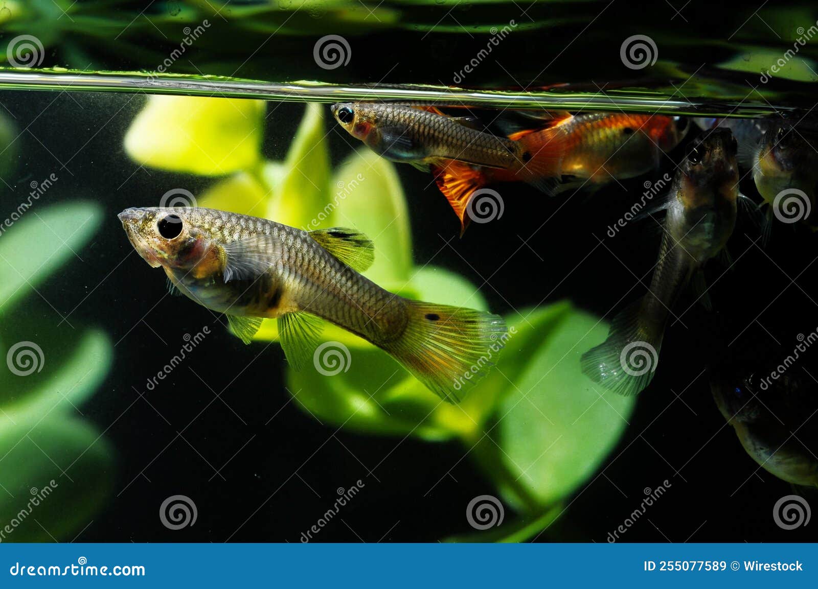 Pez guppy multicolor imagen de archivo. Imagen de colorido - 255077589