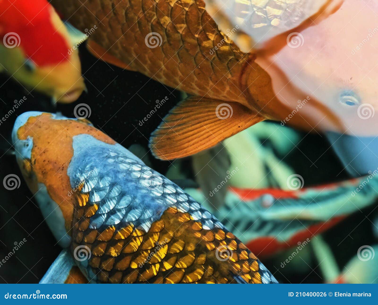 Pez koi foto de archivo. Imagen de color, charca, goldfish - 210400026