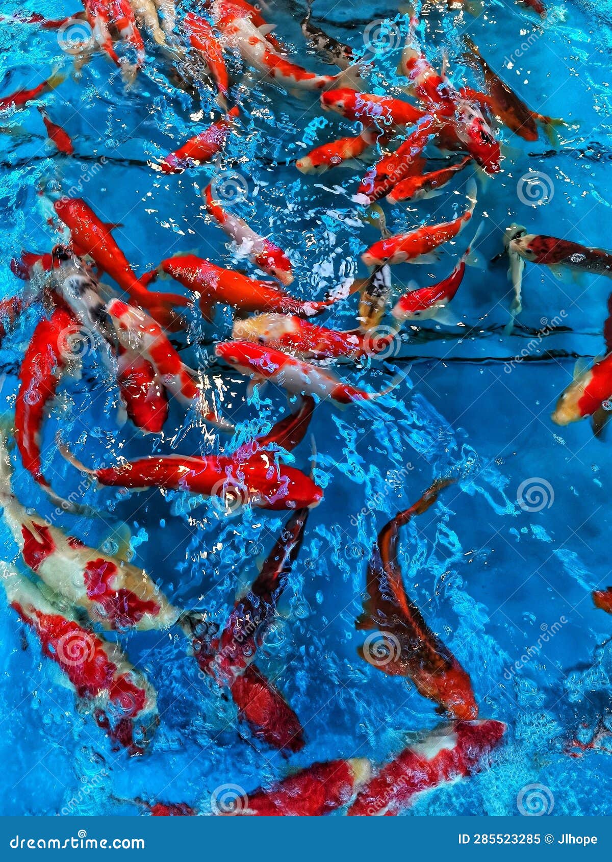 Pez koi imagen de archivo. Imagen de resquebrajamientos - 285523285