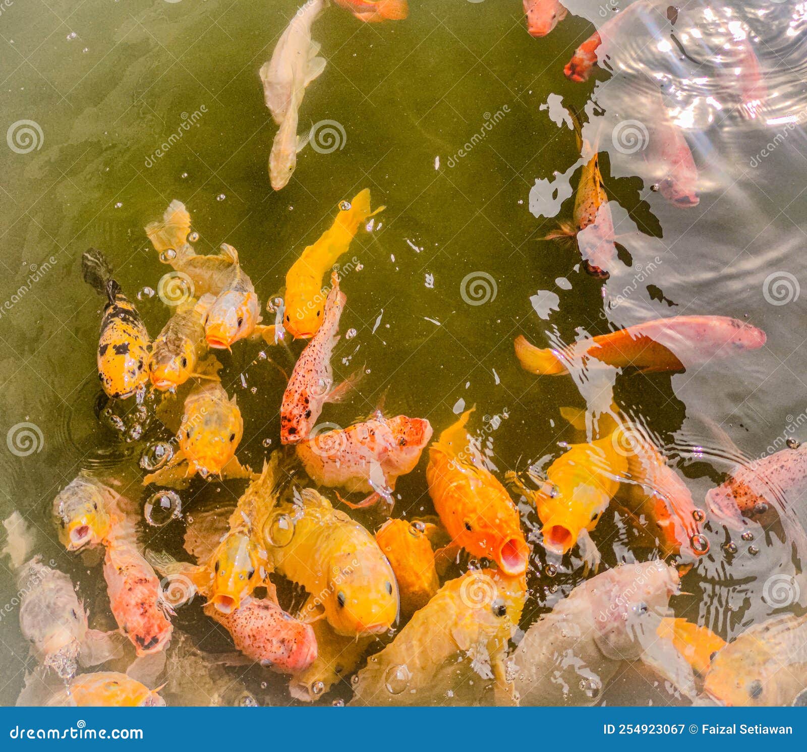 Pez koi imagen de archivo. Imagen de planta, charca - 254923067