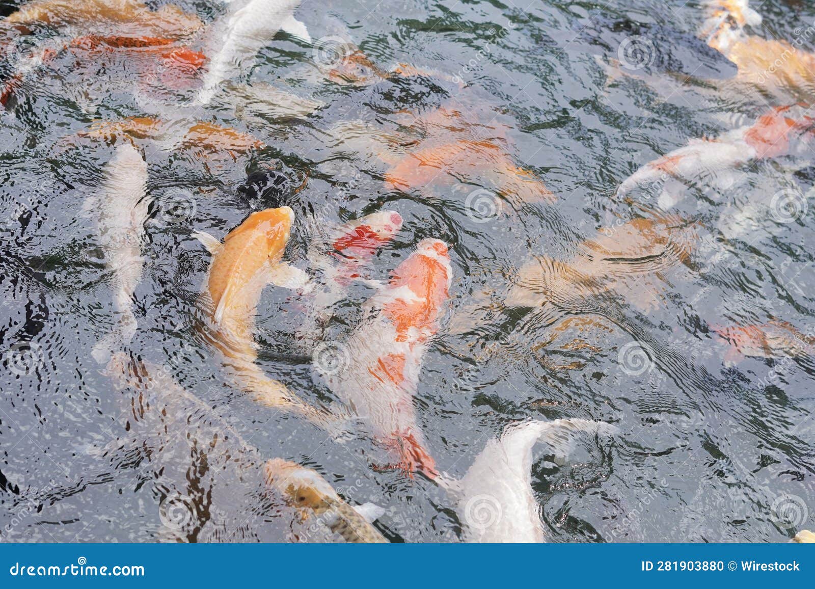 Pez Koi Nadando En Un Estanque Foto de archivo - Imagen de fauna ...