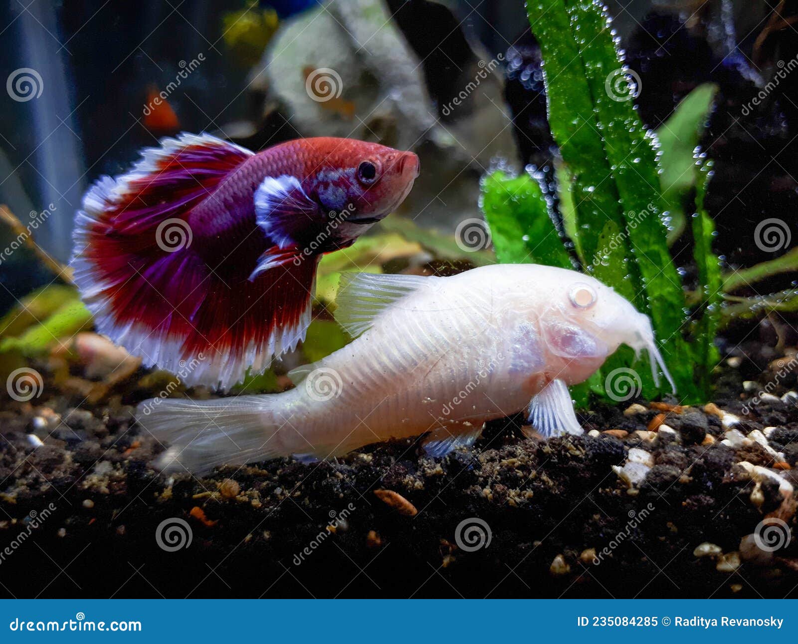 Pez liso imagen de archivo. Imagen de pescados, charla - 235084285