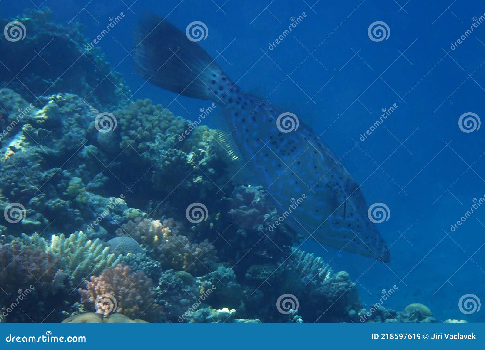 Pez Rastrado Aluterus Scriptus Fish Imagen de archivo - Imagen de ...
