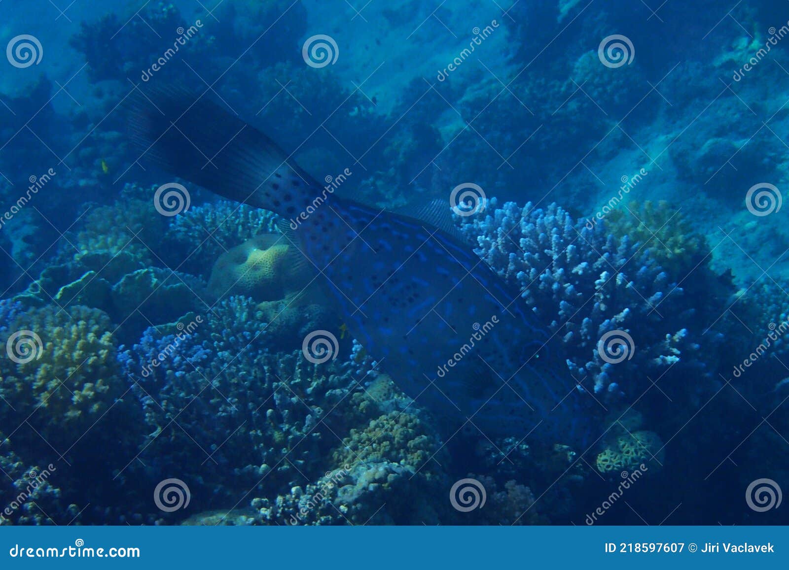 Pez Rastrado Aluterus Scriptus Fish Imagen de archivo - Imagen de cubo ...