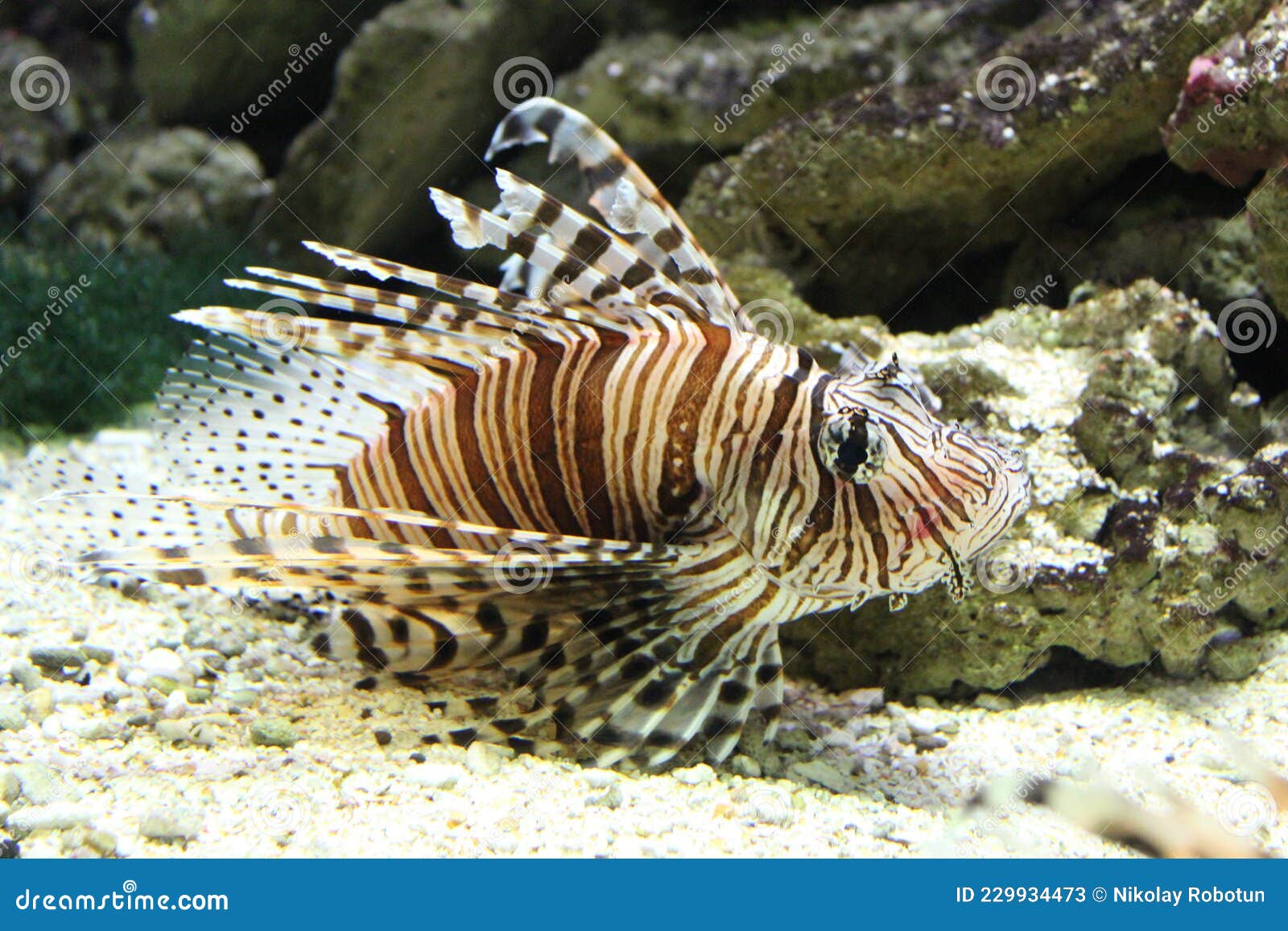 Pez rayado imagen de archivo. Imagen de organismo, pescados - 229934473