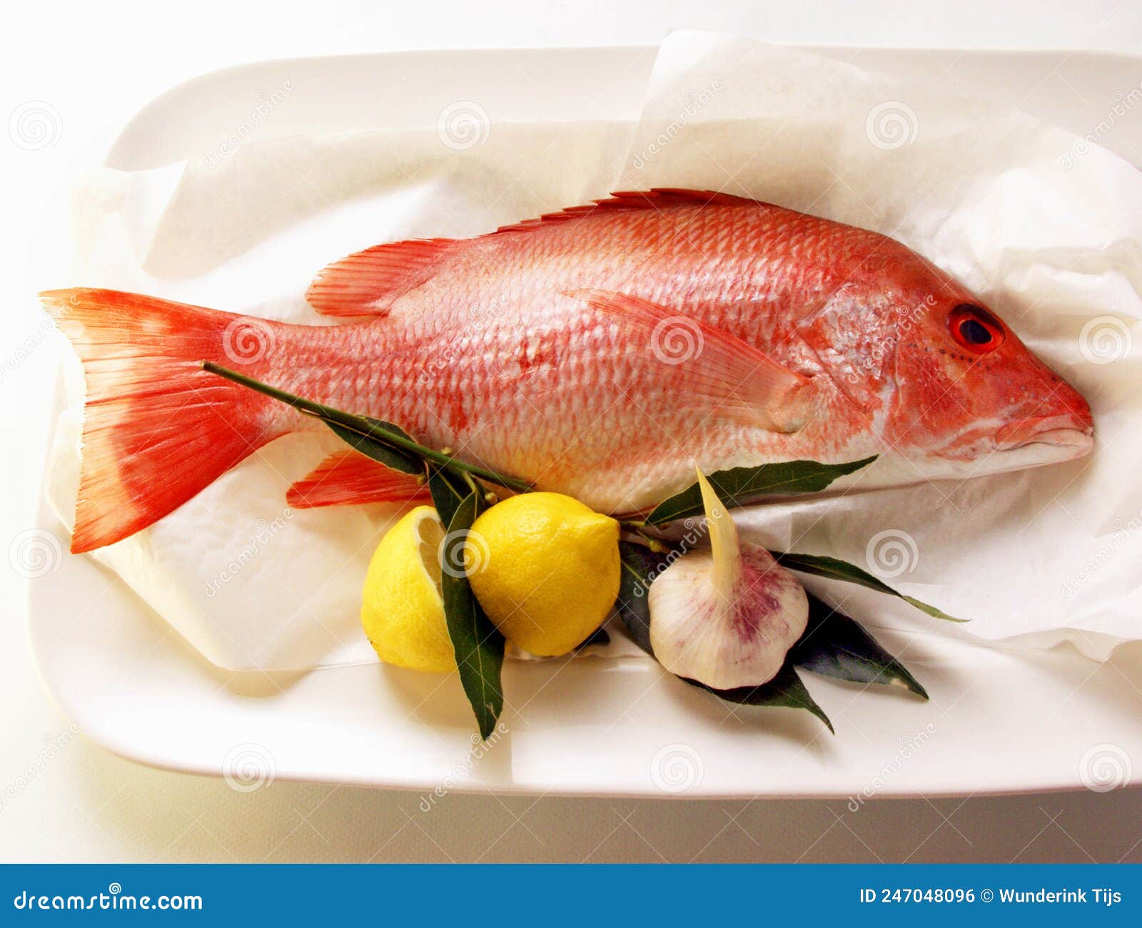 Pez Rojo Pargo Sobre Blanco Foto de archivo - Imagen de gorros ...