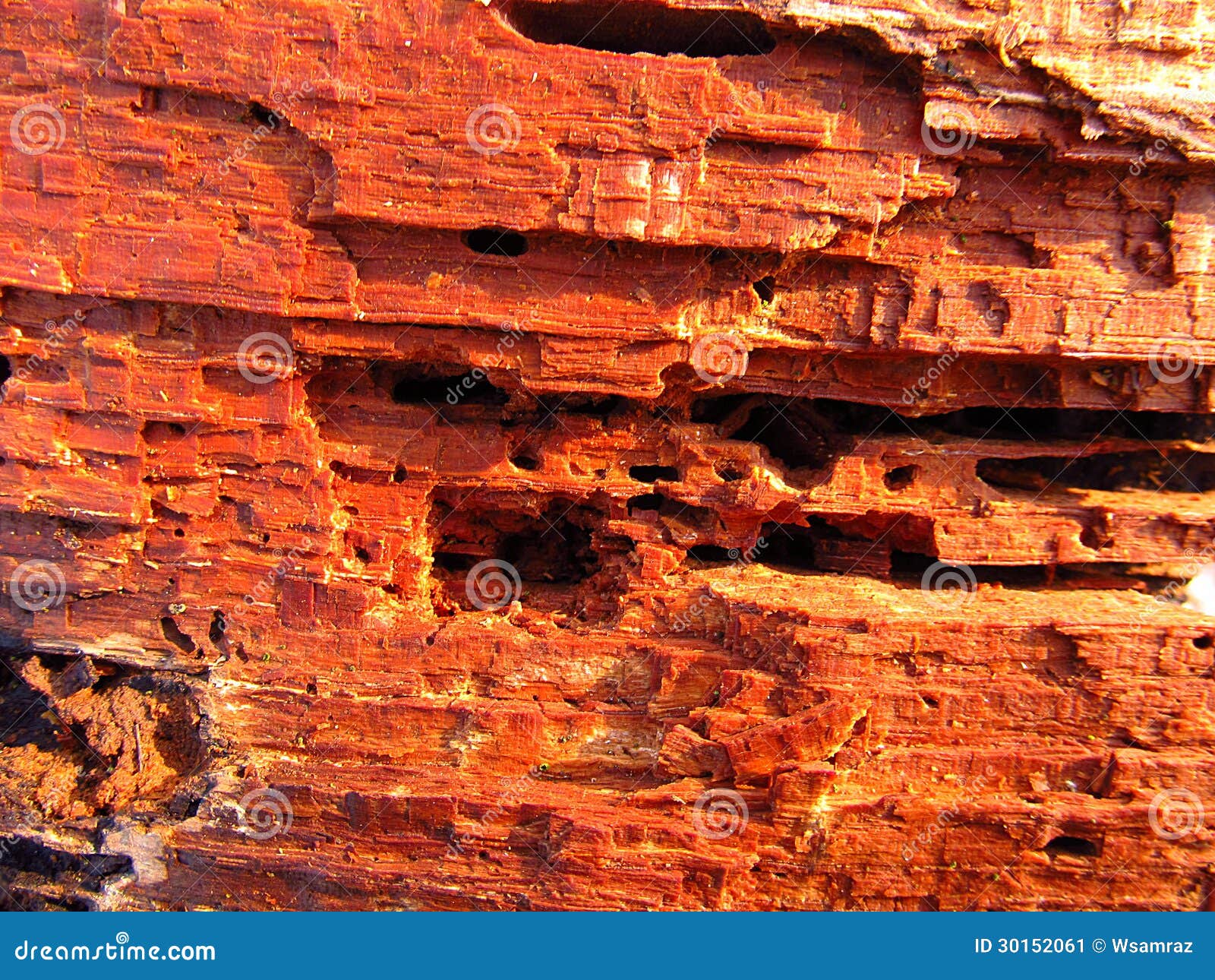 Legno marcio immagine stock. Immagine di legno, struttura - 30152061