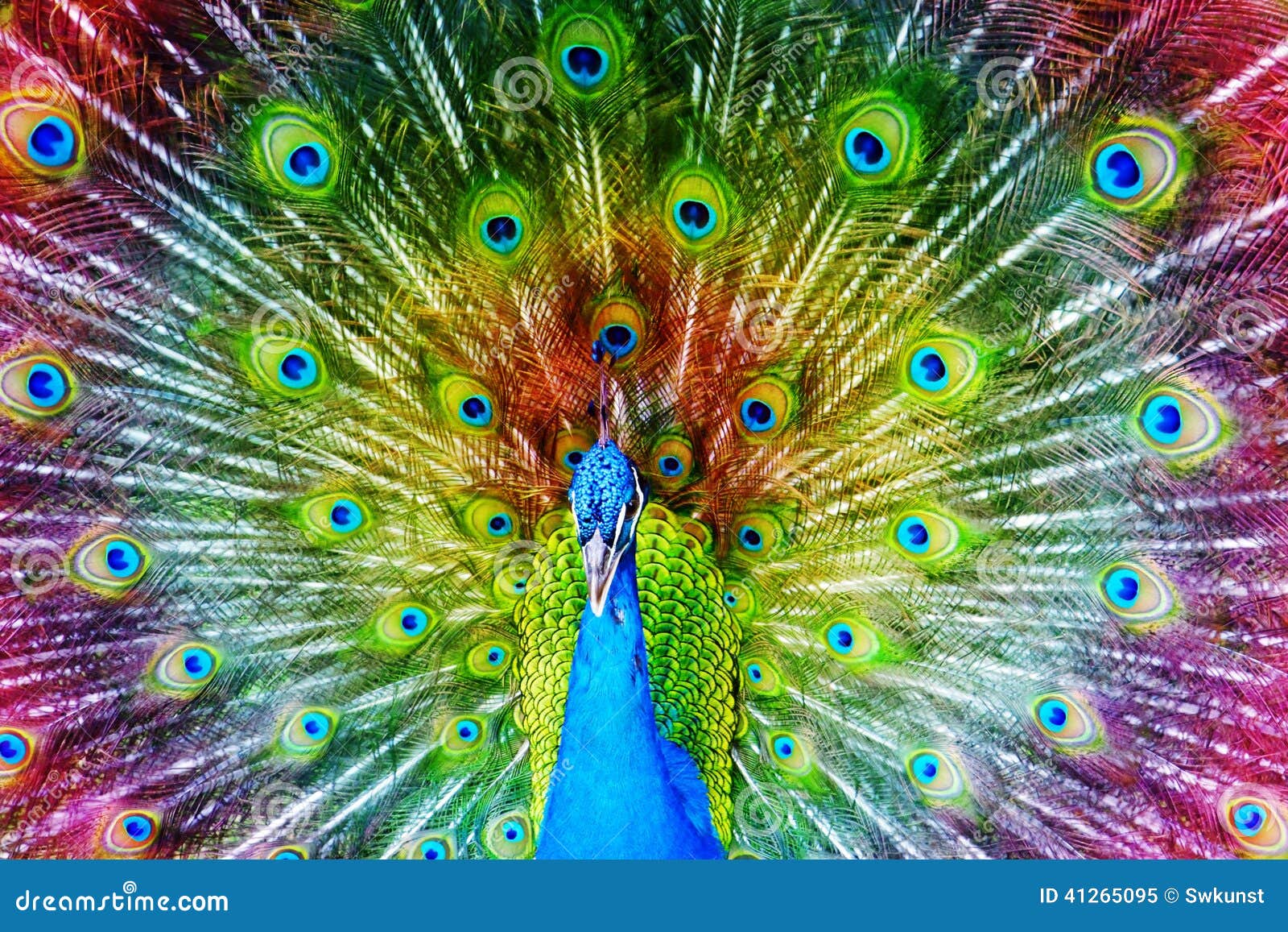 Pfau stockbild. Bild von bunt, blau, nahaufnahme, grün - 41265095