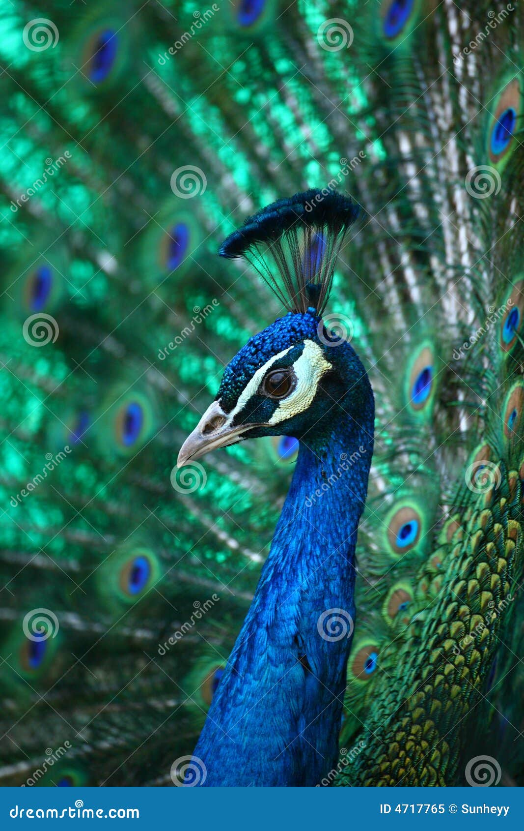 Pfau stockbild. Bild von tier, attraktiv, anziehung, nave - 4717765