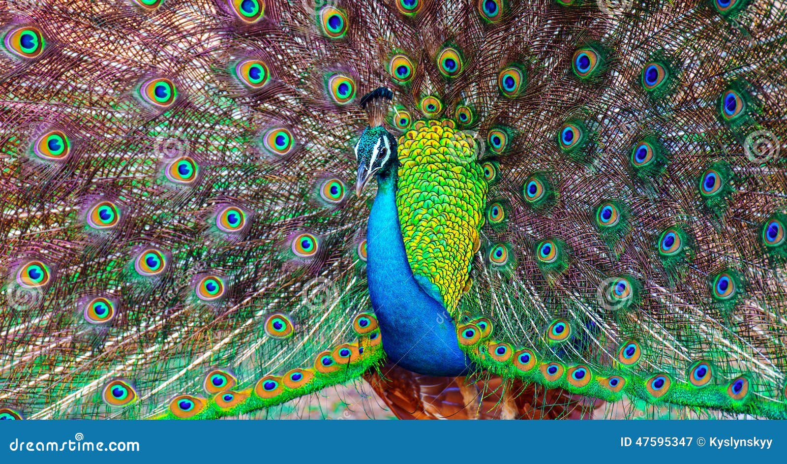 Pfau stockbild. Bild von tier, parks, bergmänner, asien - 47595347