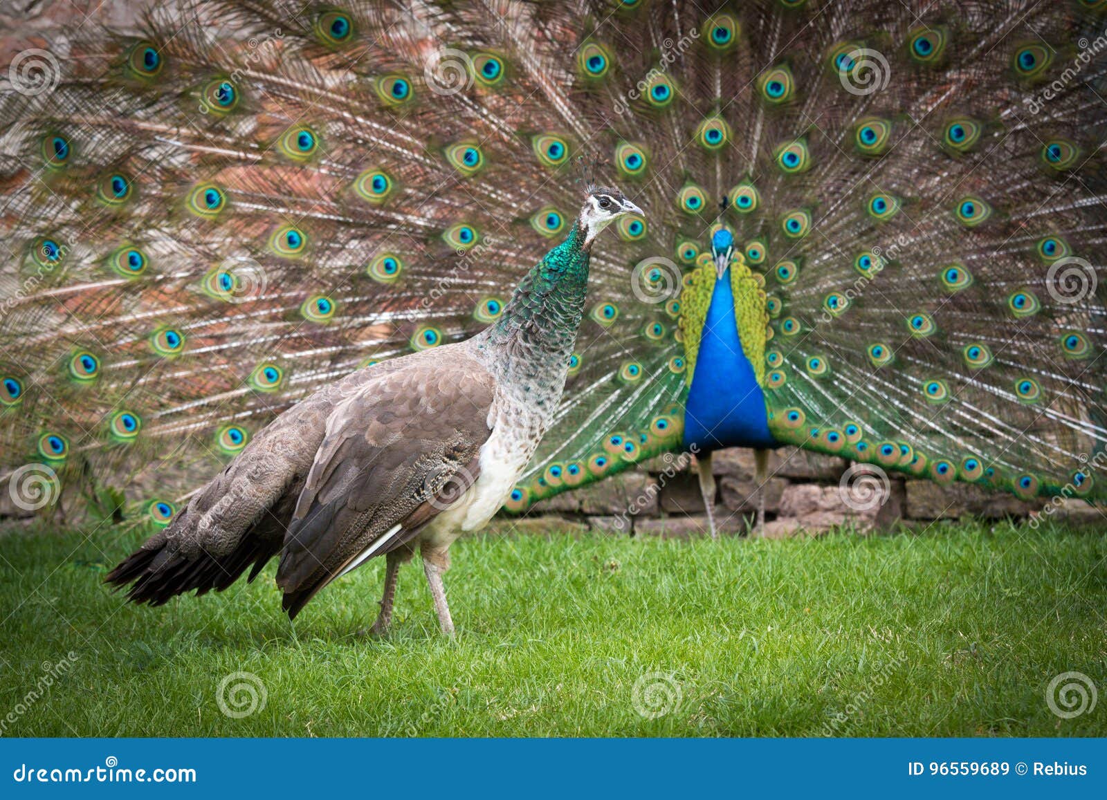 Pfau stockbild. Bild von zeremonie, majestätisch, fasan - 96559689