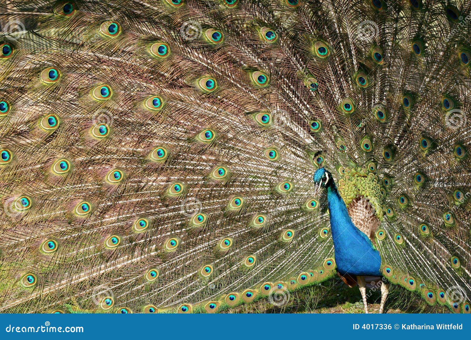 Pfau, der ein Rad spinnt stockfoto. Bild von hintergrund - 4017336