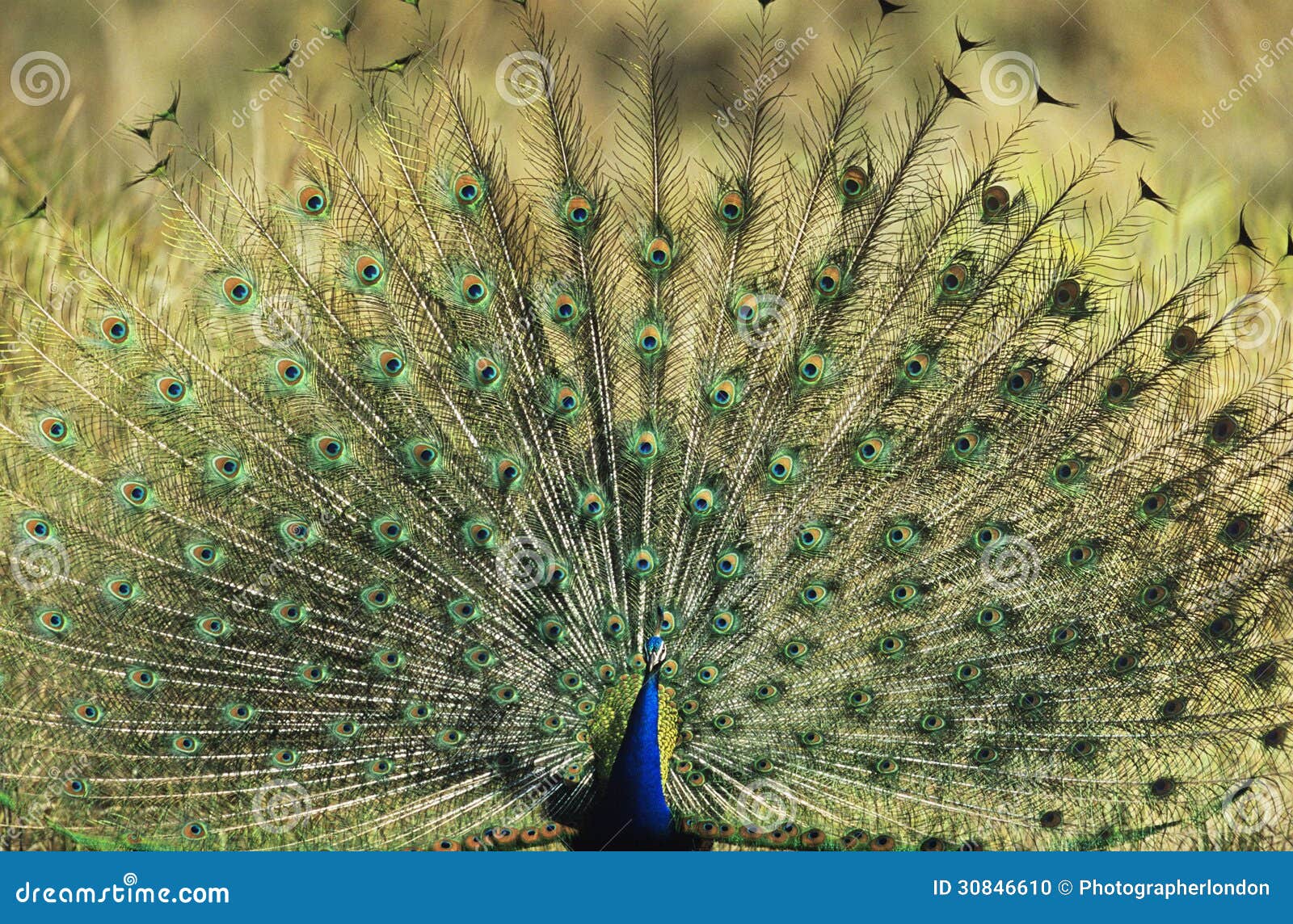 Pfau, der Federn anzeigt stockfoto. Bild von feder, stilvoll - 30846610