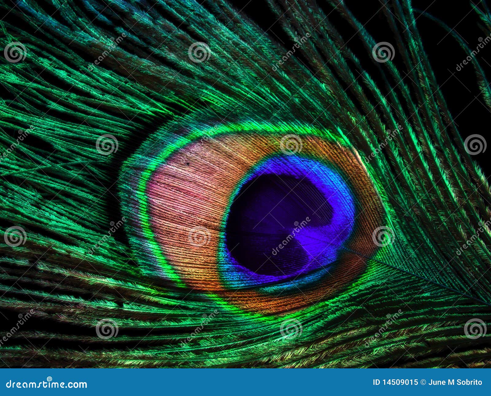 Pfau-Feder stockbild. Bild von blau, farben, gefieder - 14509015