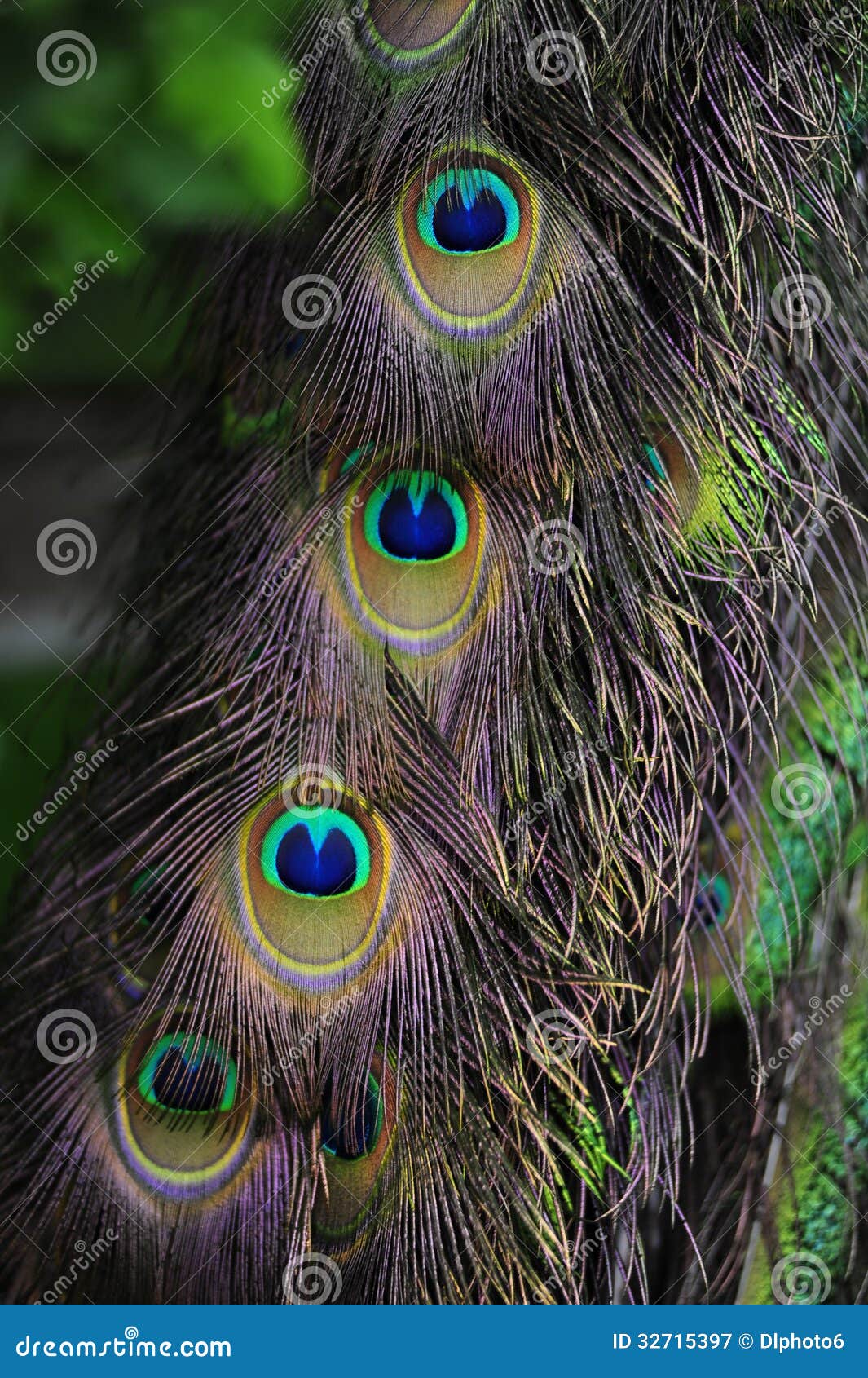 Pfau-Feder stockbild. Bild von feder, blau, vogel, beschaffenheit ...
