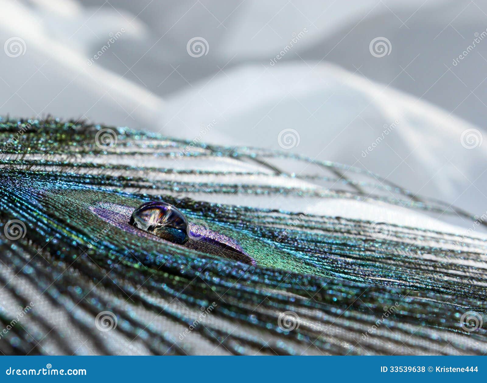 Pfau-Feder stockfoto. Bild von weich, flügel, empfindlich - 33539638