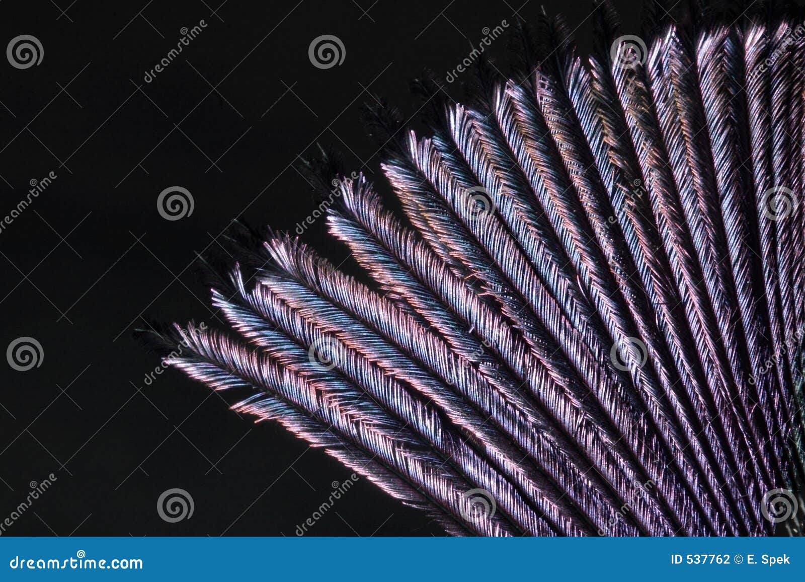 Pfau-Feder stockfoto. Bild von schwarzes, sonderkommando - 537762