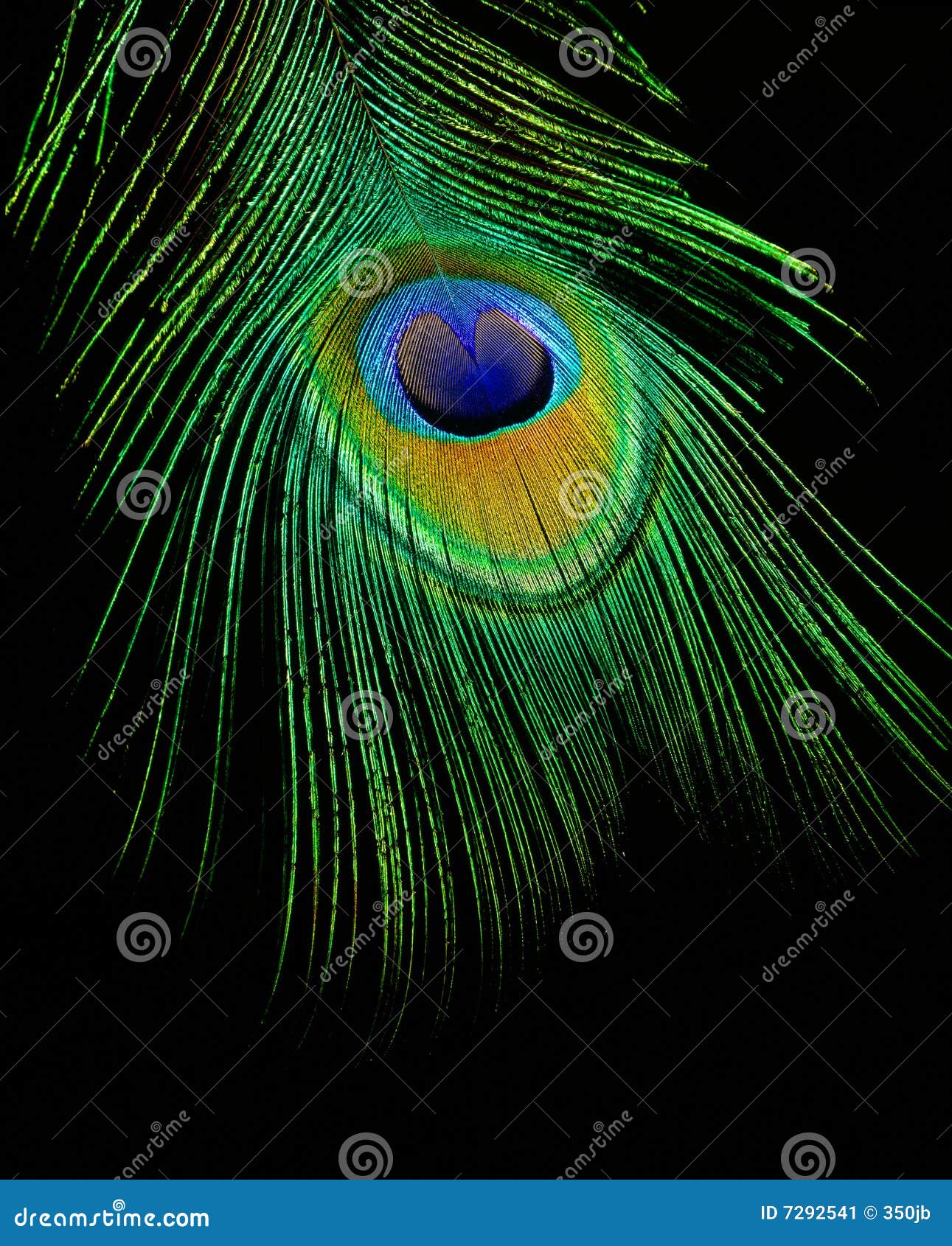 Pfau-Feder stockbild. Bild von bunt, foto, fein, hintergrund - 7292541